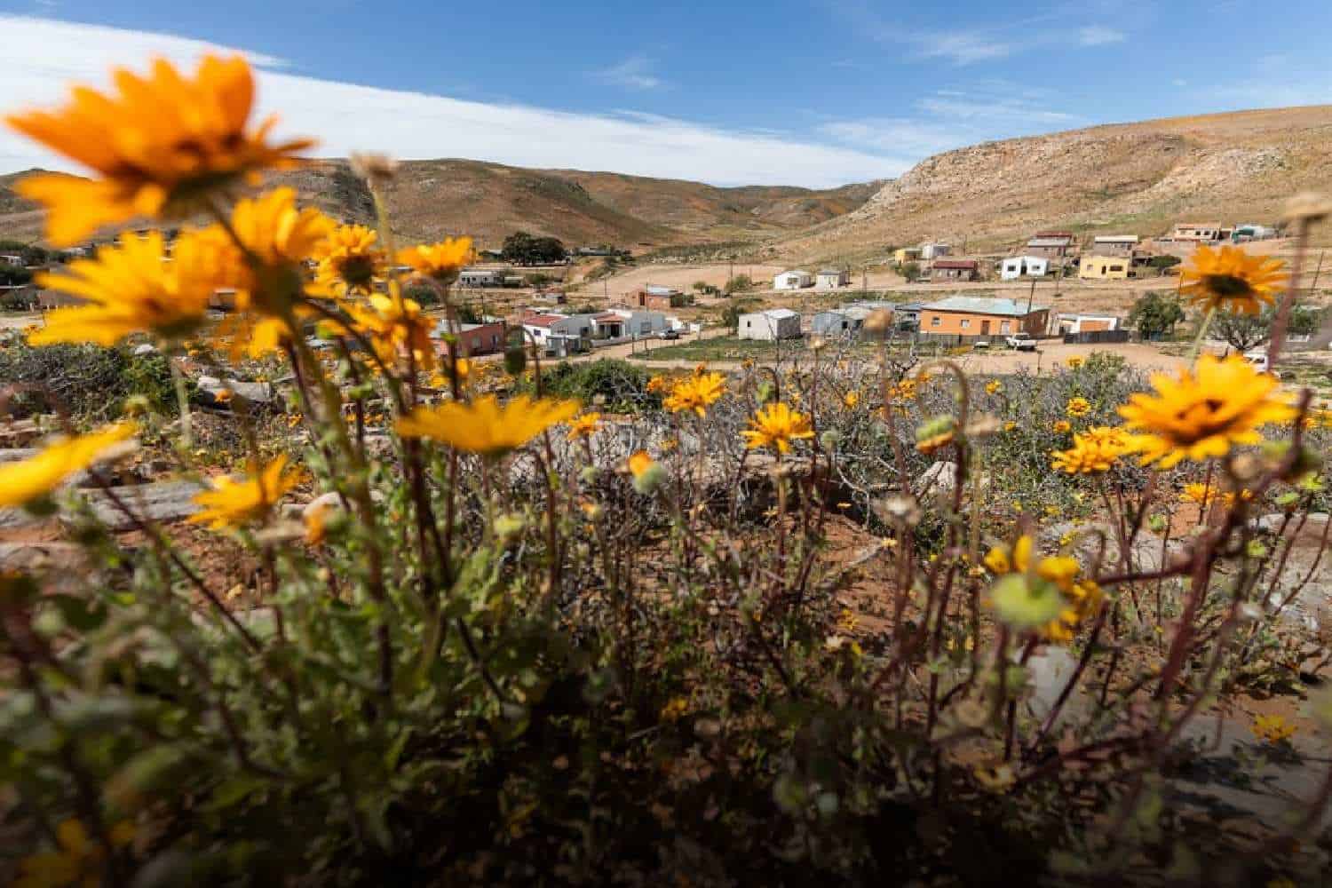 In photos: Namaqualand flowers bloom after rainy winter | Swisher Post